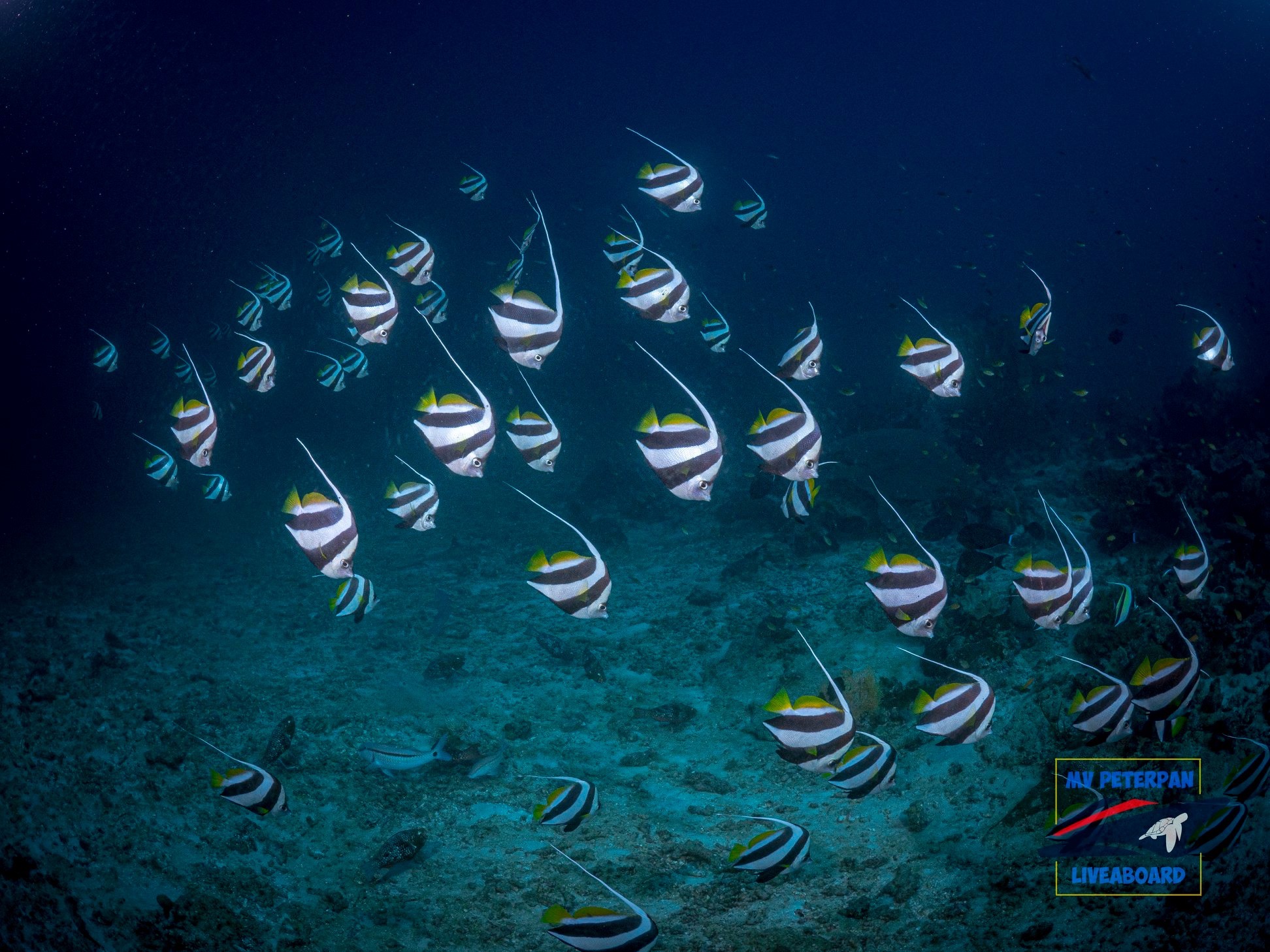 South Andaman 4 DAYS 3 NIGHTS 11 DIVES (National Park) - Dive Mate