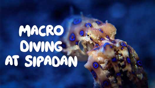 Macro Diving at Sipadan - Dive Mate