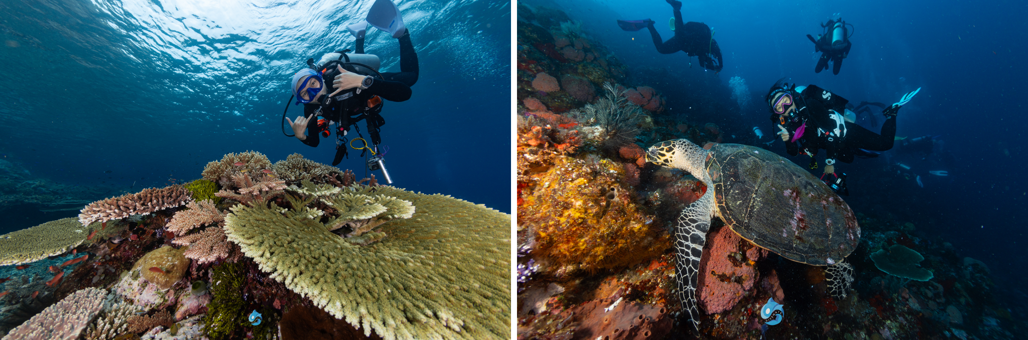 Komodo (29) 30 May - 4 Jun 26 - Dive Mate