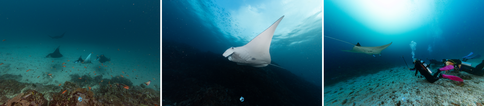 Komodo (29) 30 May - 4 Jun 26 - Dive Mate