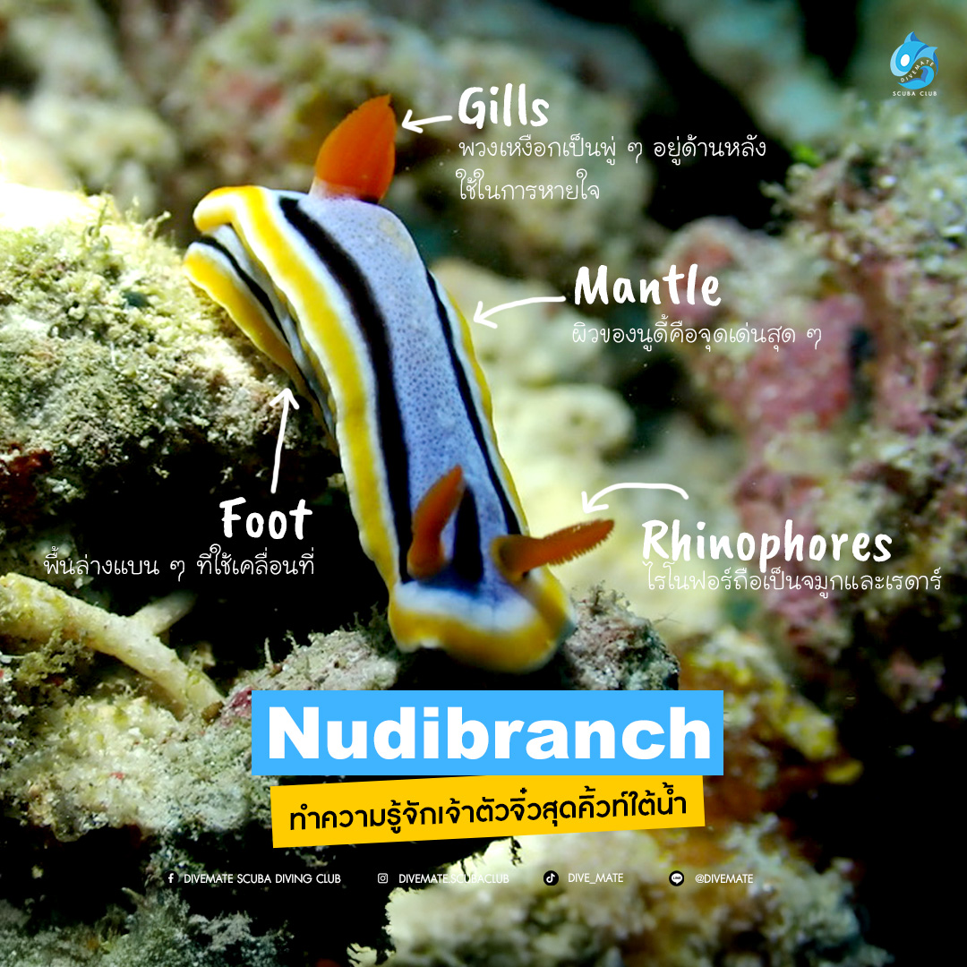nudibranch-hidden-secrets - Dive Mate