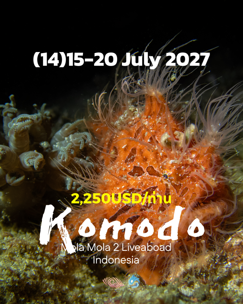 ทริปดำน้ำต่างประเทศ | Liveaboard & Dive Trip ระดับโลก — Divemate