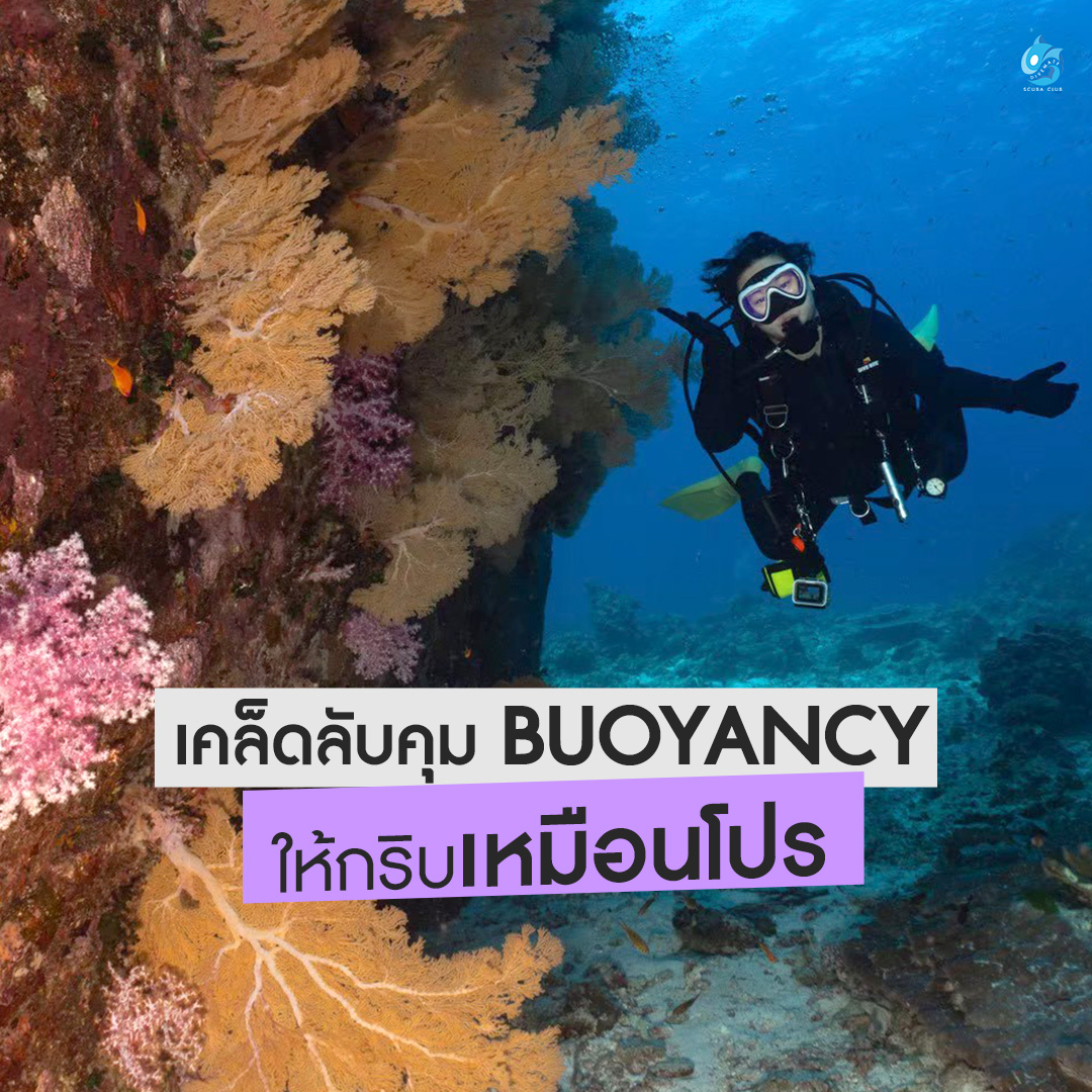 Buoyancy Mastery Dive Like a Pro - Dive Mate